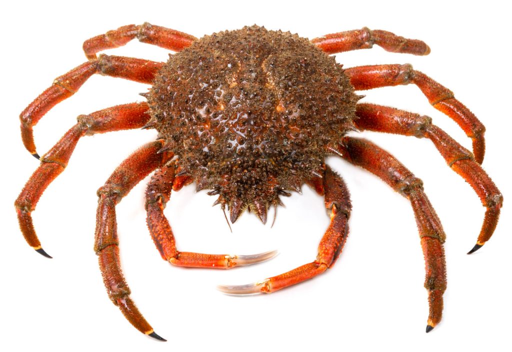 Centollo - Mariscos Anxo