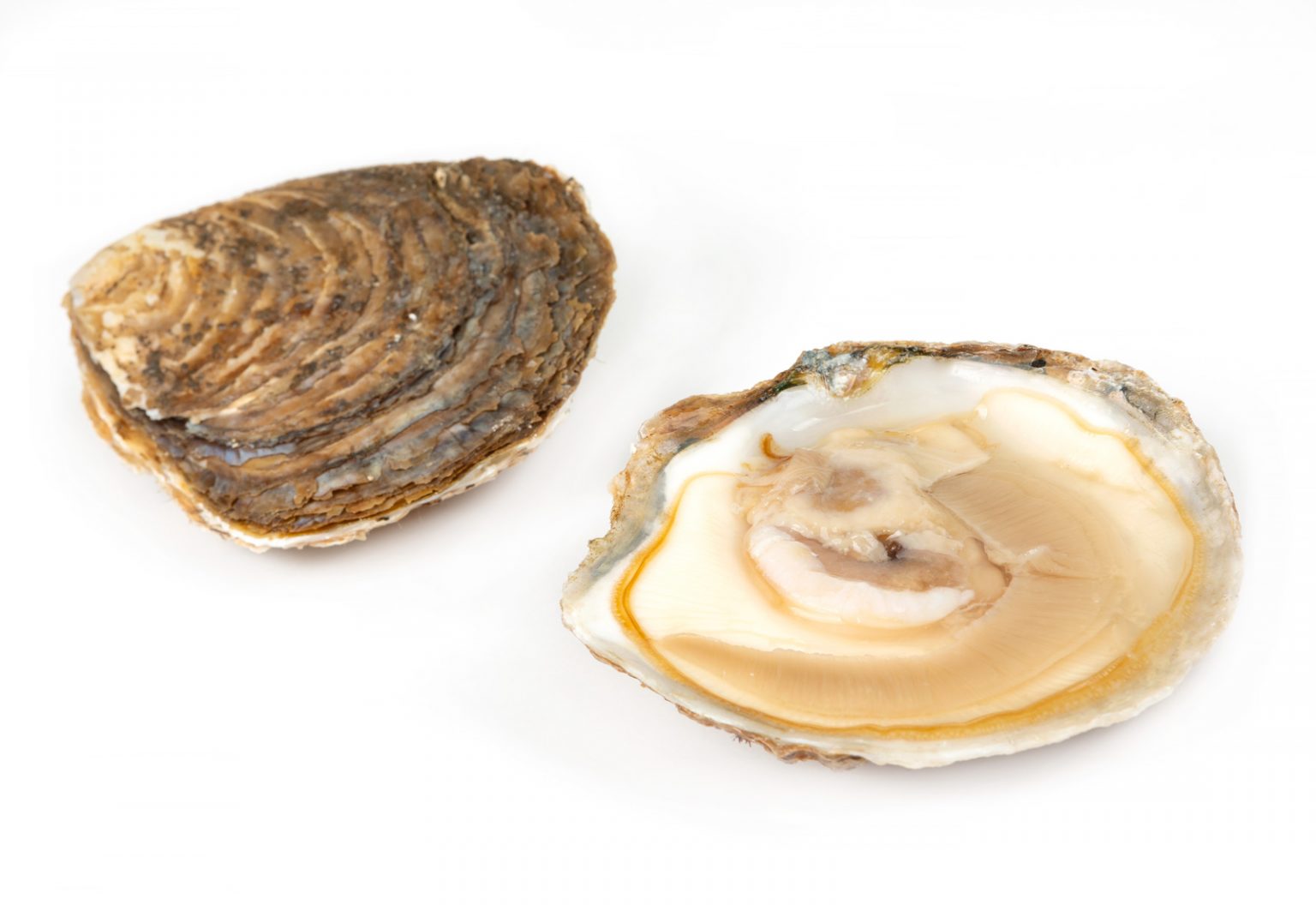 Ostras - Mariscos Anxo