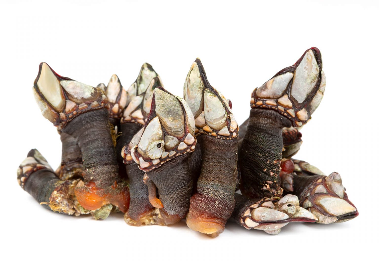 Percebes - Mariscos Anxo