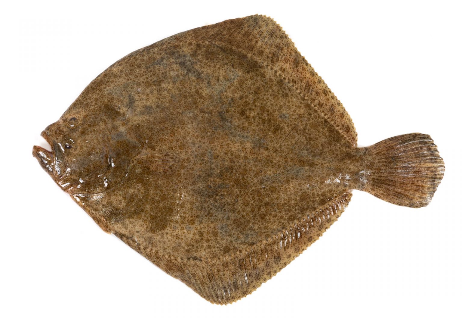 Rodaballo - Mariscos Anxo