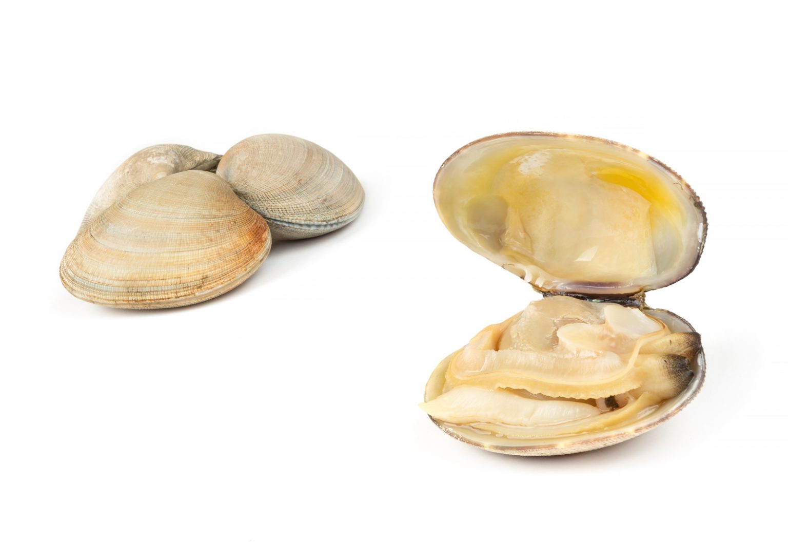 Almejas - Mariscos Anxo